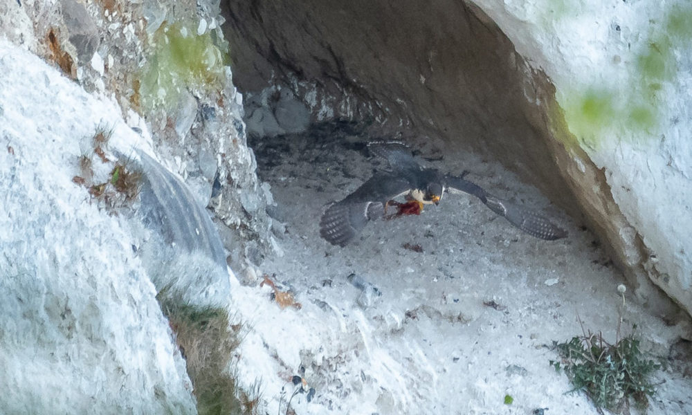 Vandrefalken på Møns Klint. Et pletskud - Vordingborg In