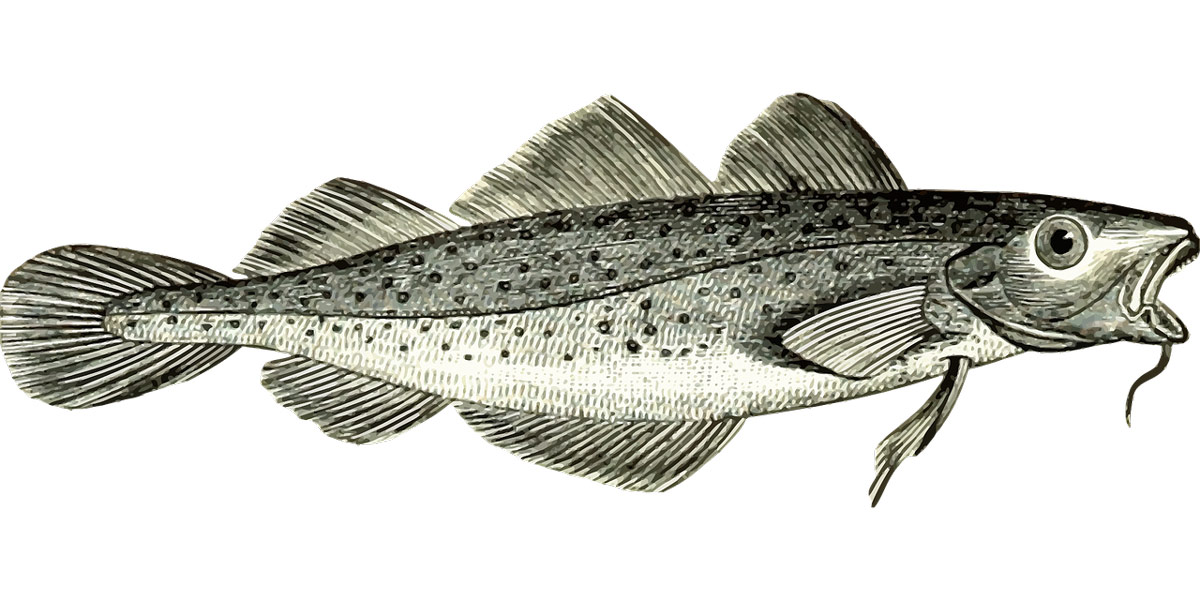 Kaj Kok. Klipfisk eller torsk - Vordingborg In